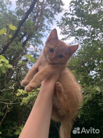 Рыжий котенок