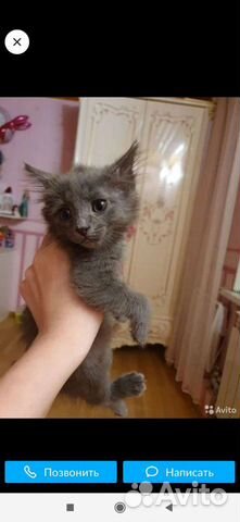 Котенок помесь с русской голубой и британцем ищет