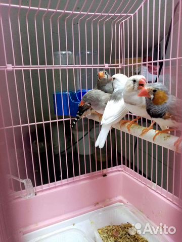 Зебровые Амадинки