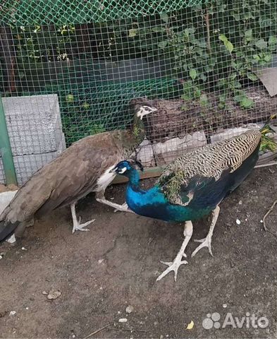 Павлины индийские