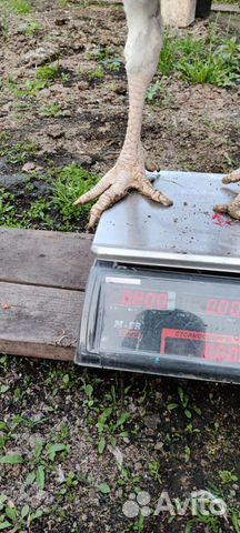 Индюки индюшата