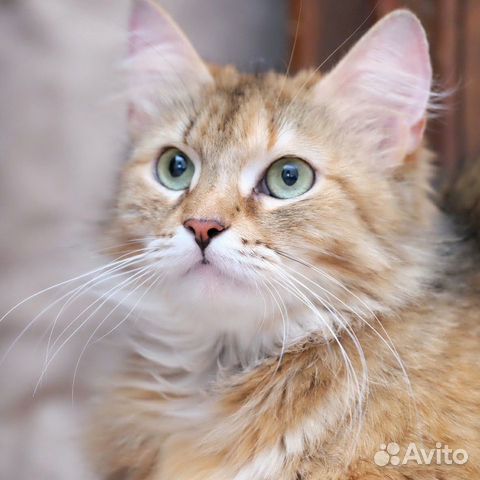 Кошка Маня ищет дом