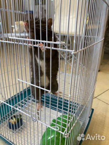 Крыса бесплатно с клеткой