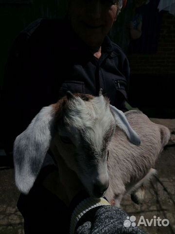 Коза полунубийка и козлик