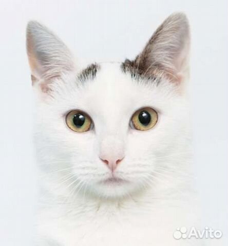 Белоснежная кокетка, кошка Флеш в добрые руки