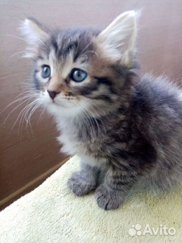 Котёнок Василиса