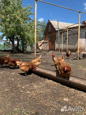 Куры молодые несушки