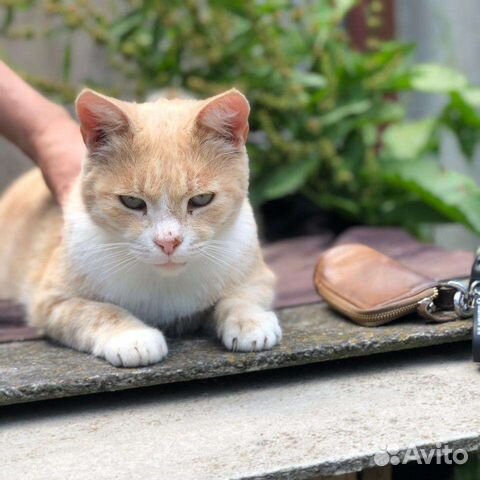 Рыжий голубоглазый кот в добрые руки