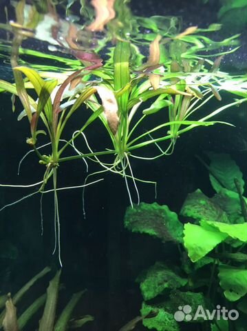 Растение аквариумное