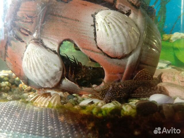 Отдам бесплатно сомиков (анцитрус)