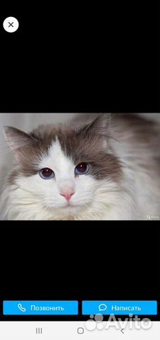 Супер кот С синими глазами