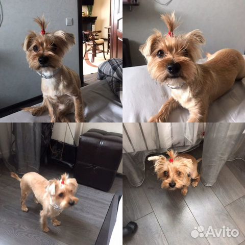 Продаю щенят