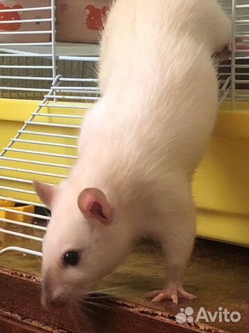 Крысы с клеткой