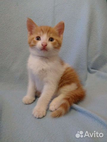 Маленький рыжий кот