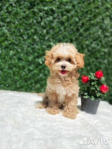 Шикарная Мини мальтипу, корейские крови