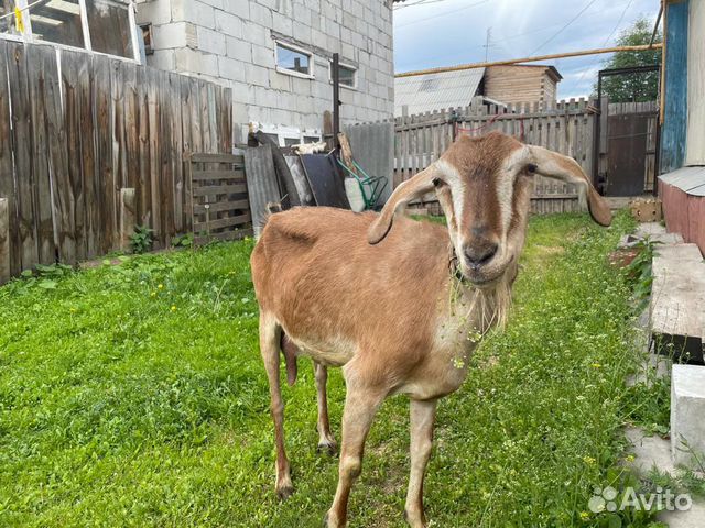 Дойная коза