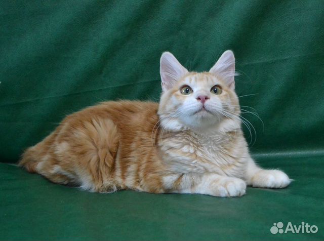 Котик Тайсон