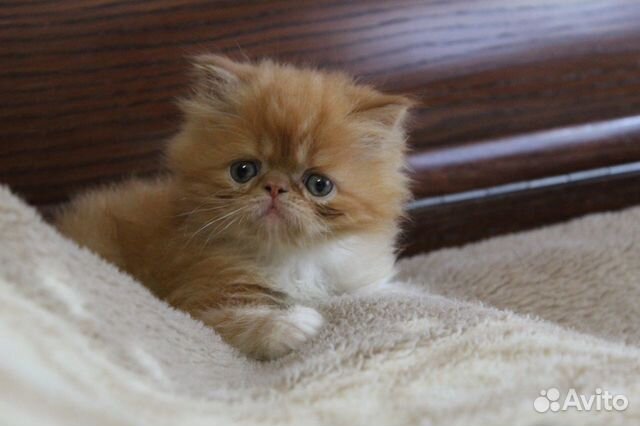 Персидские котята