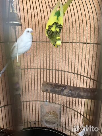 Пара волнистых попугаев