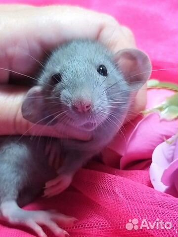 Крысята дамбо от rat love