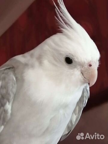 Попугай Корелла