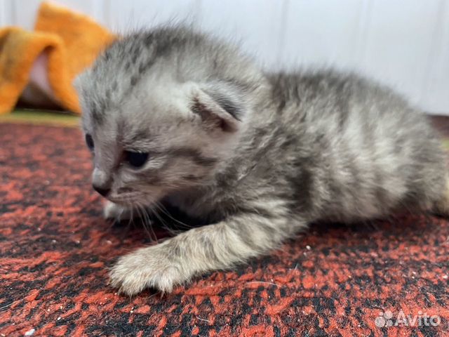 Котята вискас