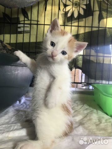 Мамочка с голубыми глазками и ее сыночки в поисках