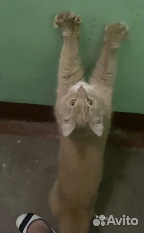 Найден рыжий кот/кошка