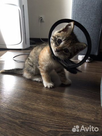 Котенок очень ищет дом