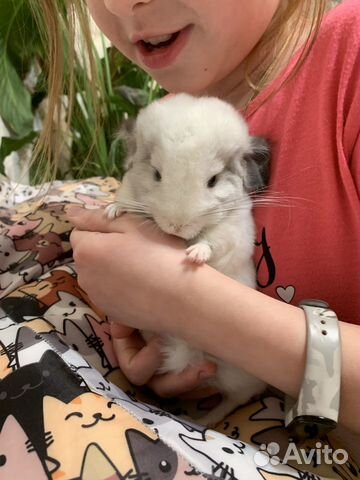 Шиншилла мальчик белый вильсона носитель ангоры