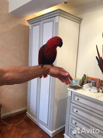 Птенец попугая эклектус