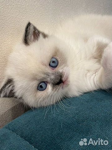 Шотландский котенок