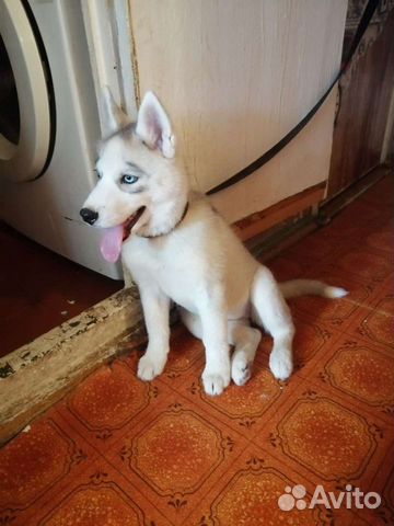 Сибирский хаски