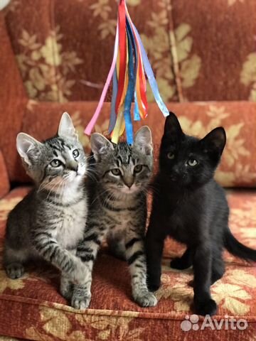 Котята девочки