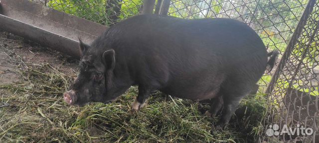 Вьетнамский вислобрюхий хряк