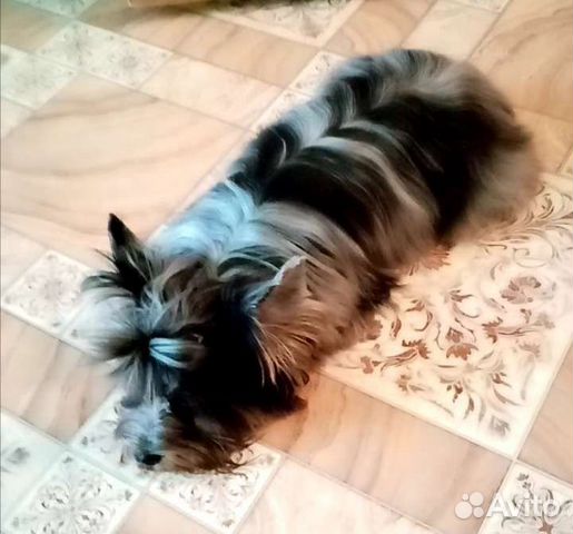 Мальчик красавчик блю мерле