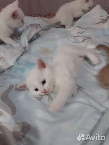 Белые котятки