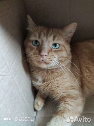 Котик Одиссей в добрые руки