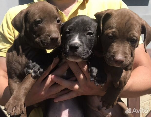Щенки питбуля рр