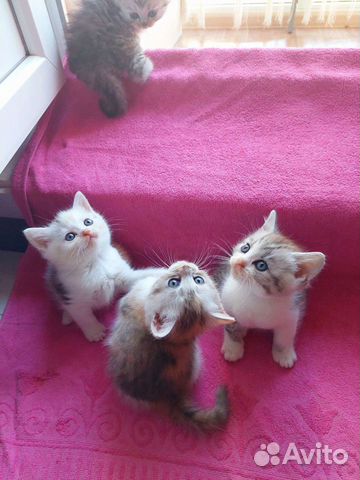 Котята