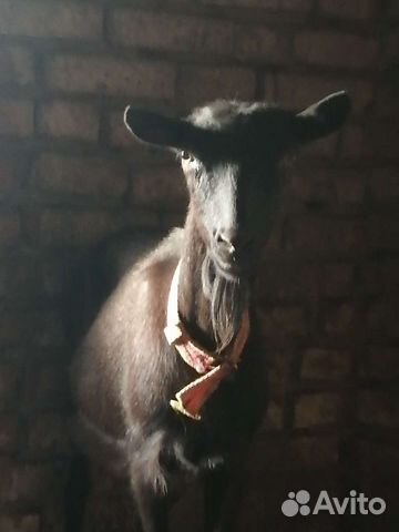 Коза дойная