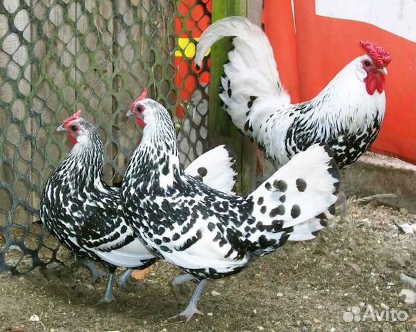 Куры гамбургские