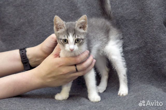 Котёнок Олеся 3 мес, привита. Стерилизуем,доставка