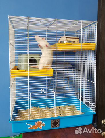 Крыса Дамбо Luxury Edition