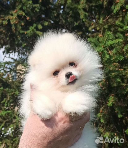 Померанский шпиц