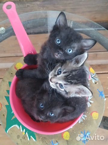 Кудрявые котята