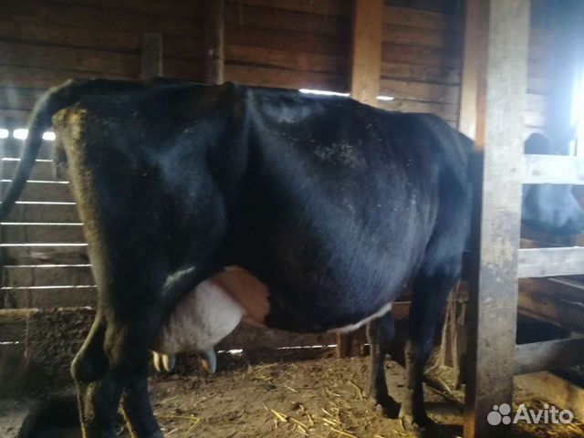 Корова дойная