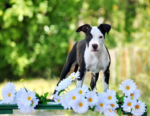 Щенки аст (Американский стаффордширский терьер)