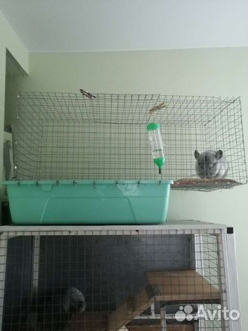 Продаються шиншиллы вместе с клетками