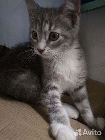 Подарите дом котенку